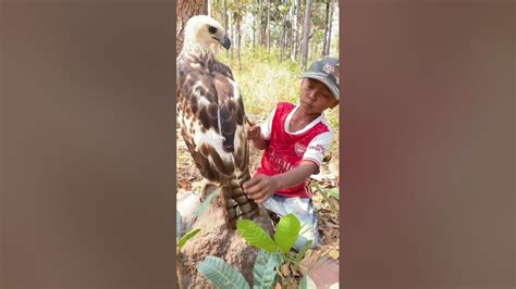 Eagles Living With Nature In The Forest Part 05 Wildlife Eaglets