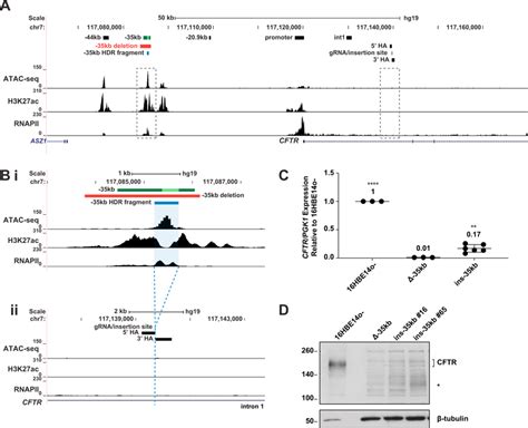 Relocation Of The 35 Kb Enhancer Partially Restores Cftr Expression In