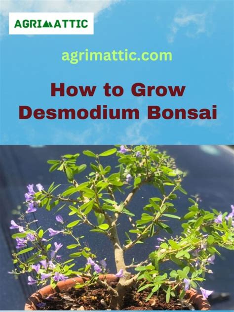 How To Grow Desmodium Bonsai Agrimattic