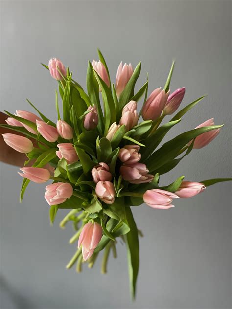 Gabriella Tulips - Mayflower Studio