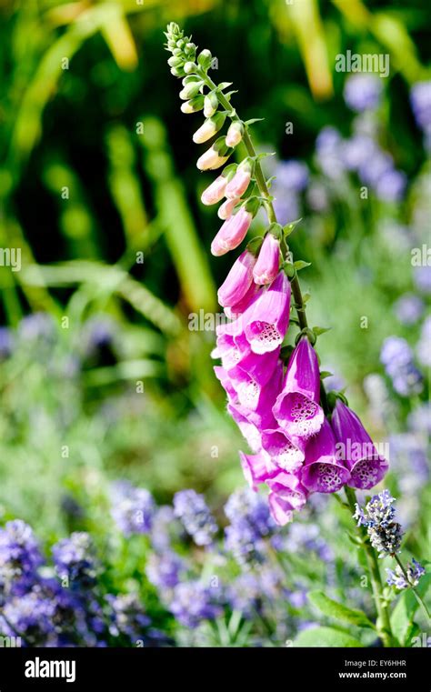 Pink foxgloves, digitalis, close up Stock Photo - Alamy
