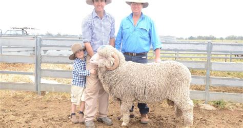 Pemcaw Merino Average Up 156 Farm Online Act
