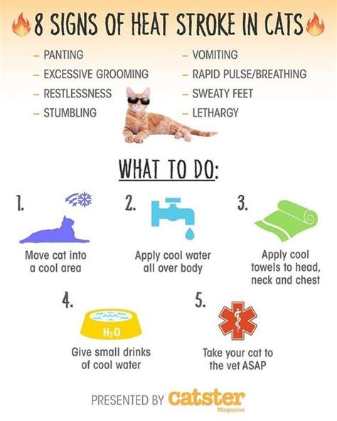Shielding Cats From Heatstroke Hot Weather Safety Tips Happy Pet