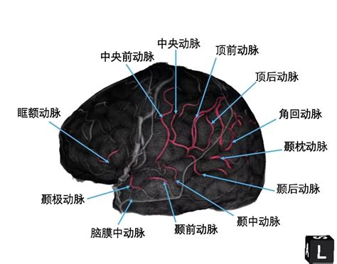 大脑中动脉的秘密：分段与分支