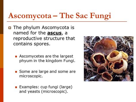 Phylum Ascomycota Examples