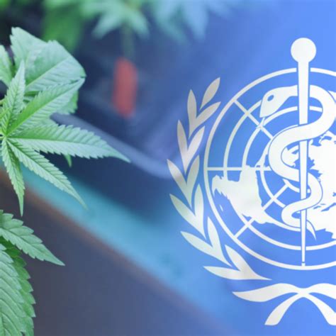Onu Consumo De Marihuana Aumentó Con La Legalización De La Planta
