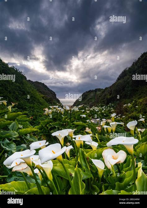 Calla Lilies Along Creek Garrapata State Park Big Sur California