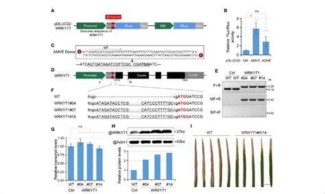 Translational Enhancement Of Wrky71 A Schematic Diagram Of Download Scientific Diagram