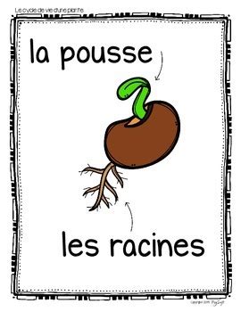Cycle De Vie La Plante By Peg Swift French Immersion TpT