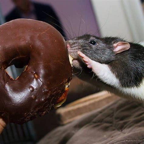 Martymousehouse On Instagram “yay Donuts Fibbs Donuts Instagood