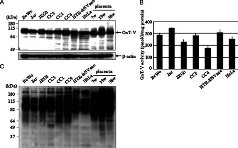 Gnt V Is Expressed And Is Functionally Active In Human Placenta Evt