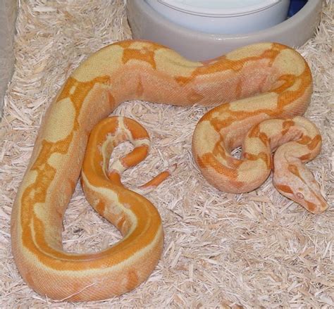 عکس مار بوا