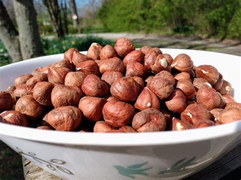 Facts About American Hazelnuts