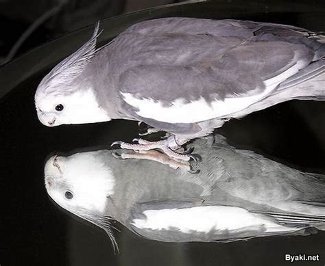 Приколи картинки відео приколи смішні історії та анекдоти