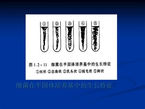 环境微生物学总课件2013 word文档在线阅读与下载 无忧文档