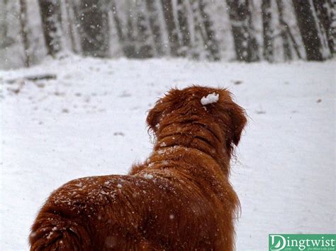 Winters First Snow