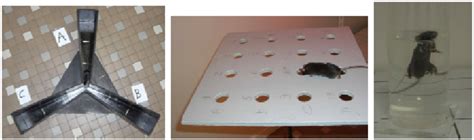 Examples Of Behavioural Tests Used In Mice A Y Maze Or Y Maze Download Scientific Diagram