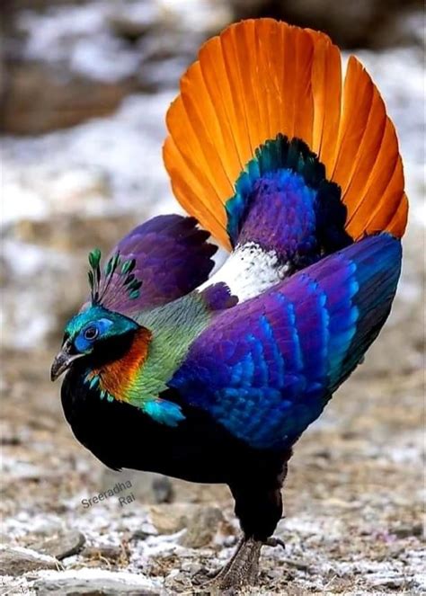 Daya Kishan Giri On Linkedin Danfe The National Bird Of Nepal Also