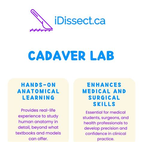 Dissection Of A Cadaver Idissect Ca