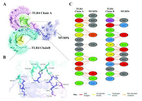Molecular Docking Of The Vaccine With Tlr4 A Diagram Of The Docking