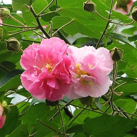 Hibiscus Mutabilis Seeds 100pcspack Orchid Seeds Flower Seeds Flowers