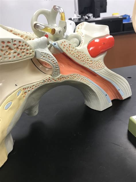 Ear Model Diagram Quizlet