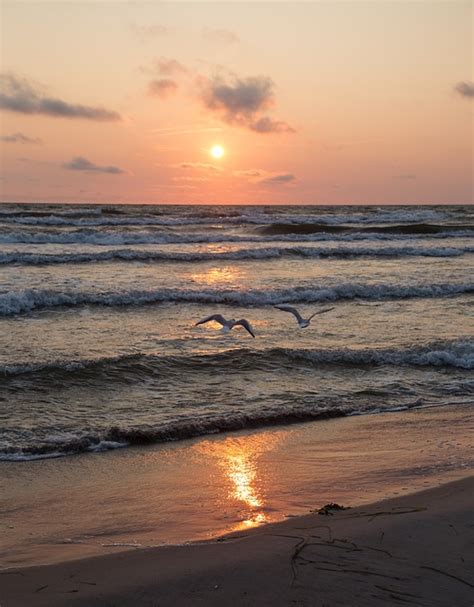 Sonnenuntergang Strand Möwen Kostenloses Foto auf Pixabay Pixabay