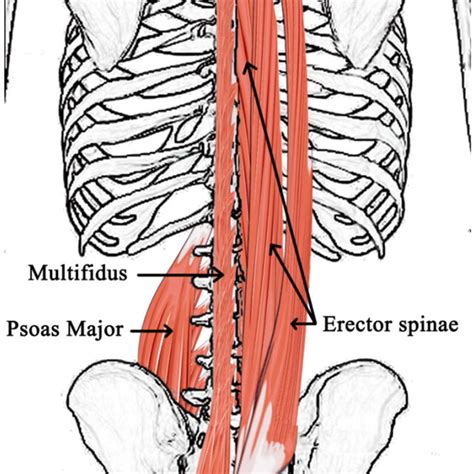 The Anatomy Of Multifidus Psoas Major And Erector Spinae Download