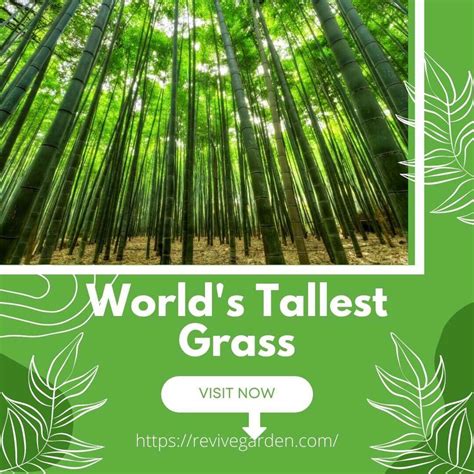 Worlds Tallest Grass That Will Blow Your Mind Revive Garden