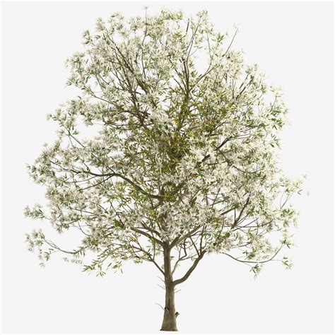 3d Set Of Royal Star Magnolia Or Magnolia Stellata Tree 2 Trees