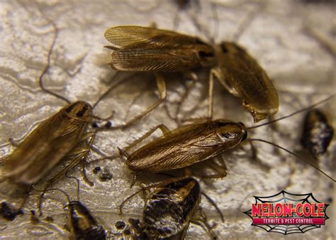 The German Cockroach Effective Pest Control Of This Common Carolina