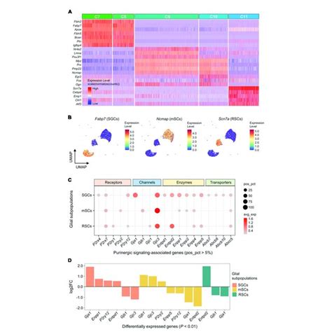 Expression Of Genes Associated With Purinergic Signaling In Neuronal