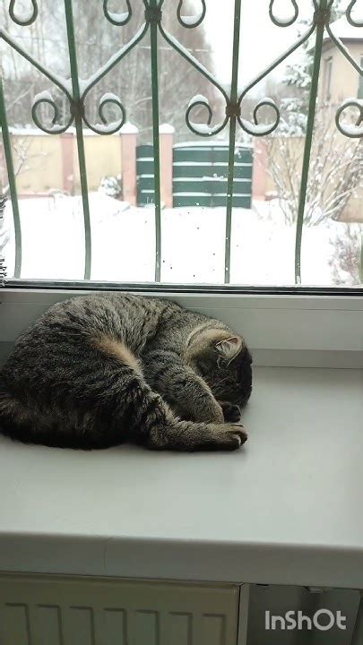 Новогодний котёнок Эдмунда😸🎄🎊 Youtube