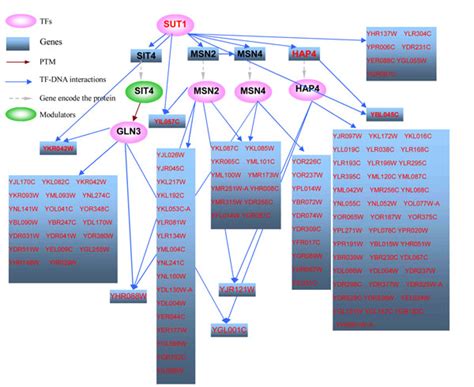 Possible Downstream Regulatory Pathway Of Sut1 Overexpression Note Tfs