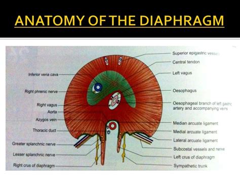 Diaphragm Anatomy