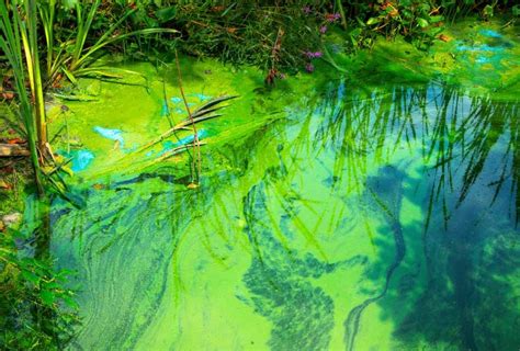 What Do Blue Green Algae Blooms Look Like At Mandy Mason Blog