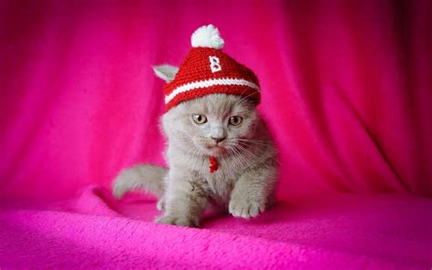 Шапочка котёнок розовый фон обои на телефон бесплатно