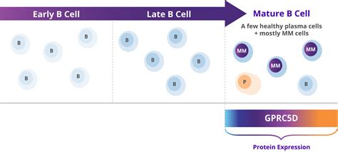 Gprc5d Target For Multiple Myeloma Talvey® Talquetamab Tgvs Hcp