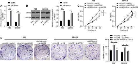 Mir 206 Inhibits Cca Cell Proliferation Via Negatively Regulating