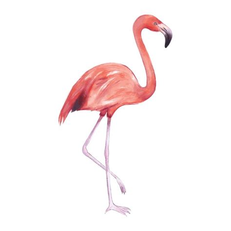 Premium Photo Vector Illustration Of Pink Flamingo With Watercolor