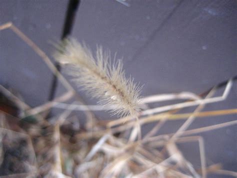 Fuzz Ball By Dozerson On Deviantart