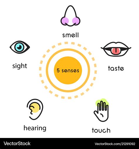 Five Human Senses Vision Hearing Smell Touch Vector Image