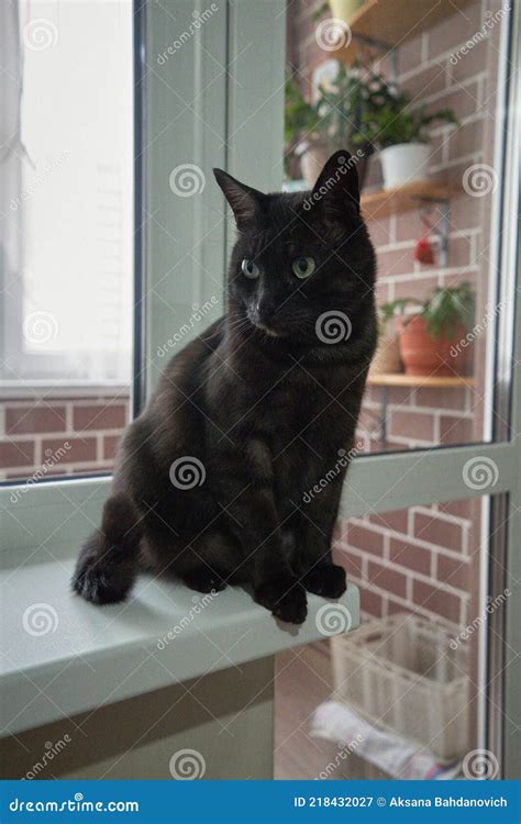 Gato Preto Sentado Nos Olhos Amarelos Da Janela Imagem De Stock Imagem De Bonito Encantador