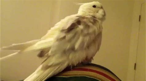 Cockatiel Preening Youtube