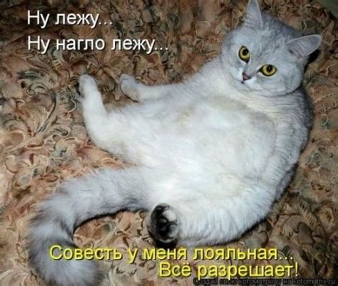 Pin De Анна Кирган En юмор с животными
