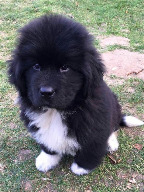 Where To Get A Newfoundland Puppy At Mae Burley Blog