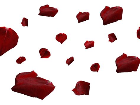 Red Rose Petals PNG Isolated Objects Textures For Photoshop