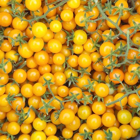 Wild Tomato General Gardening Growing Fruit