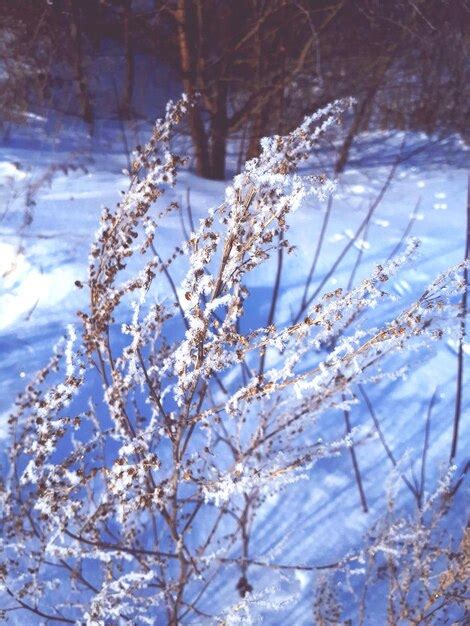Premium Photo Close Up Of Cherry Blossom During Winter