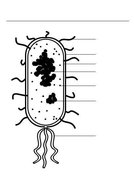 Diagram Of E Coli Diagram Quizlet